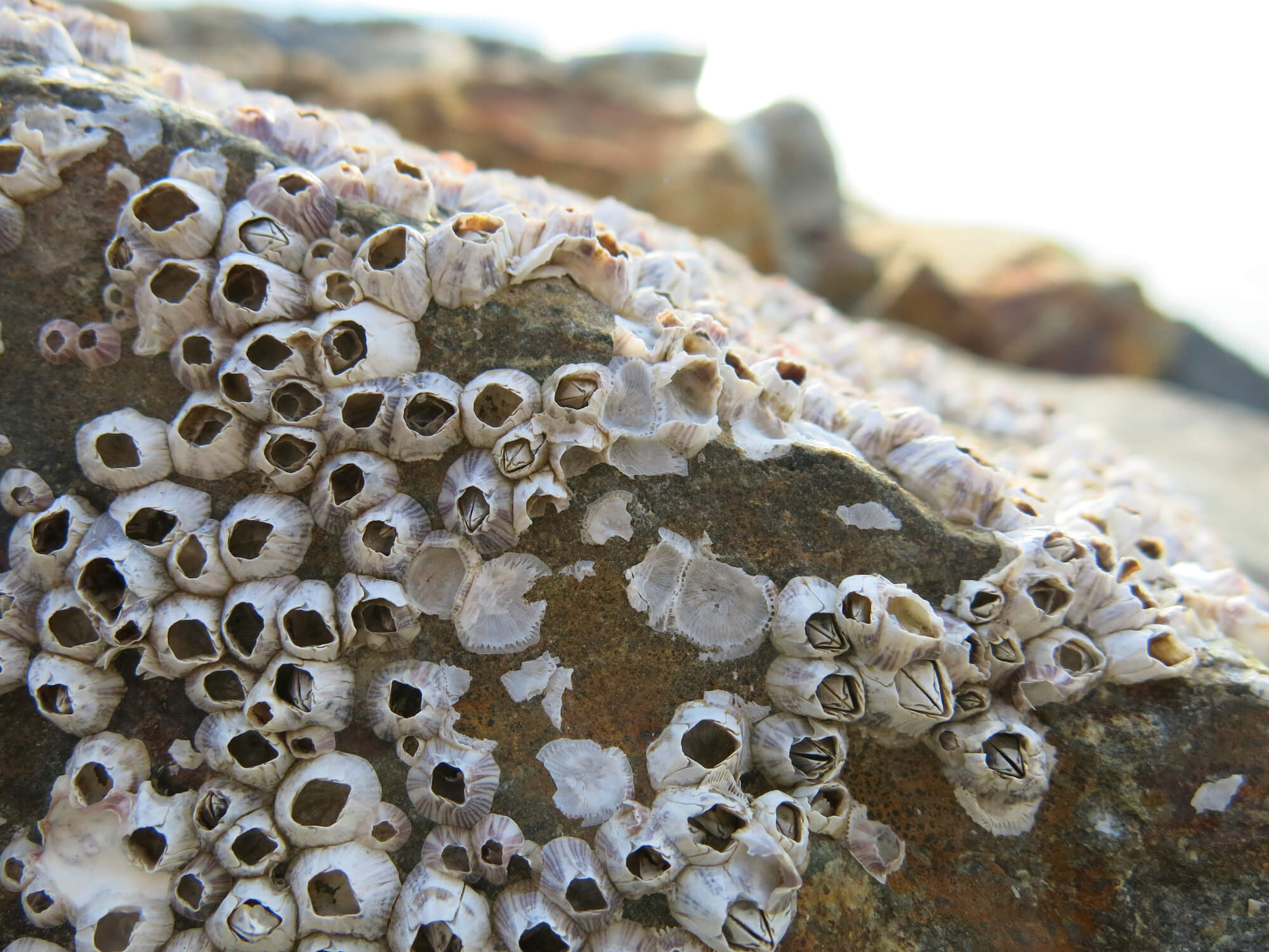 Rock Solid Dignity | Ruah Woods Institute