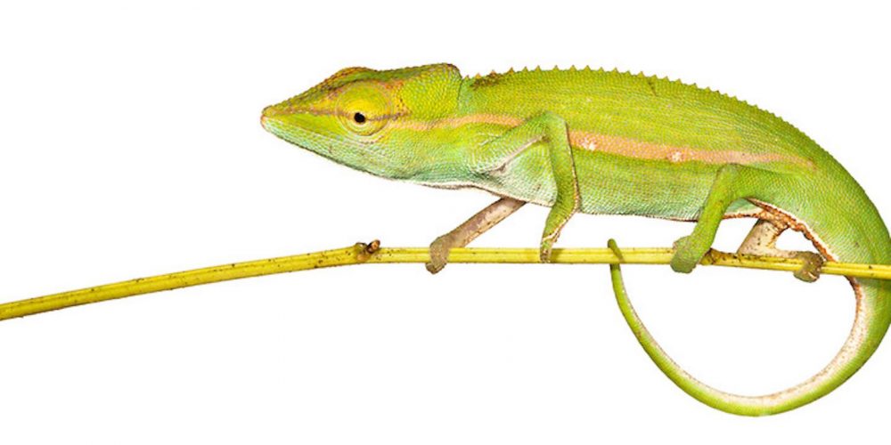 confused lizard | Ruah Woods Institute