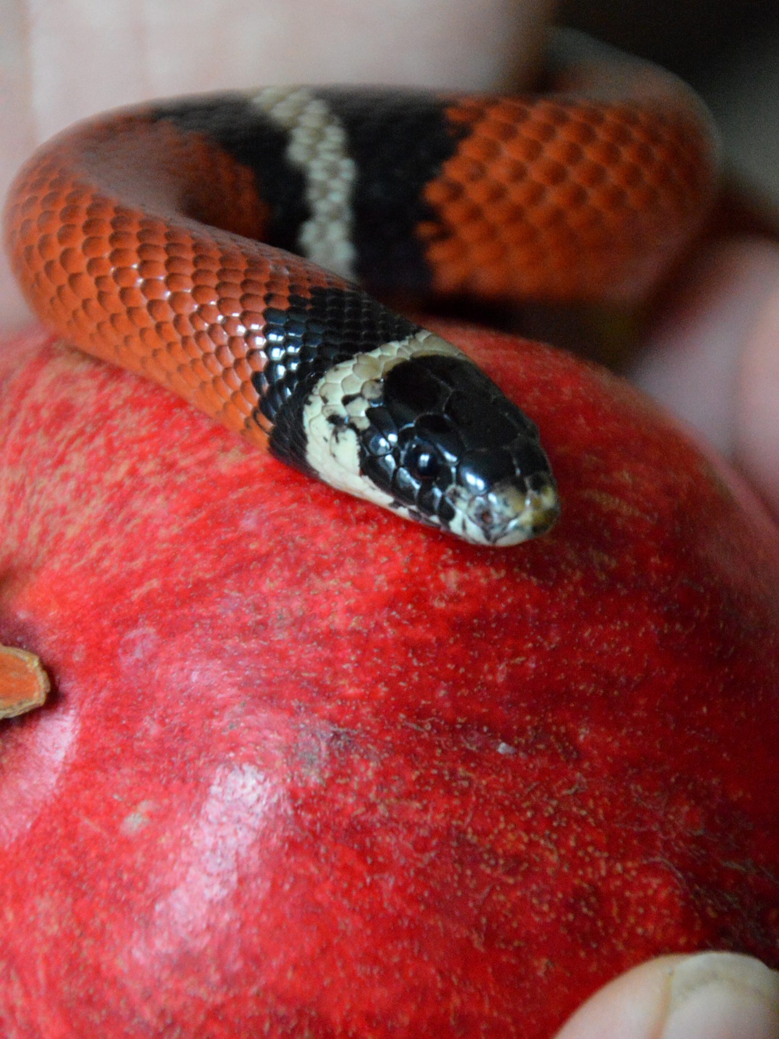 The Tragedy of Sin — Part 1 | Ruah Woods Institute