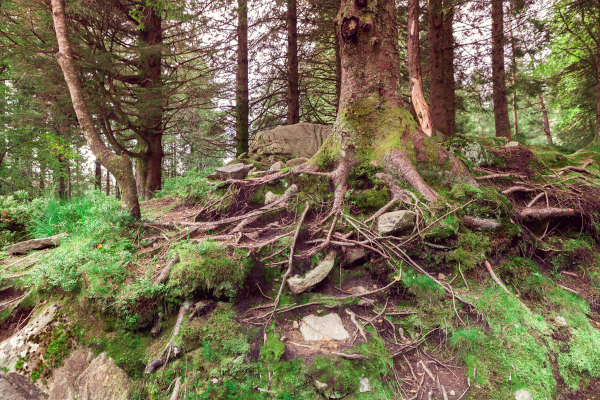 strong-tree-roots | Ruah Woods Institute